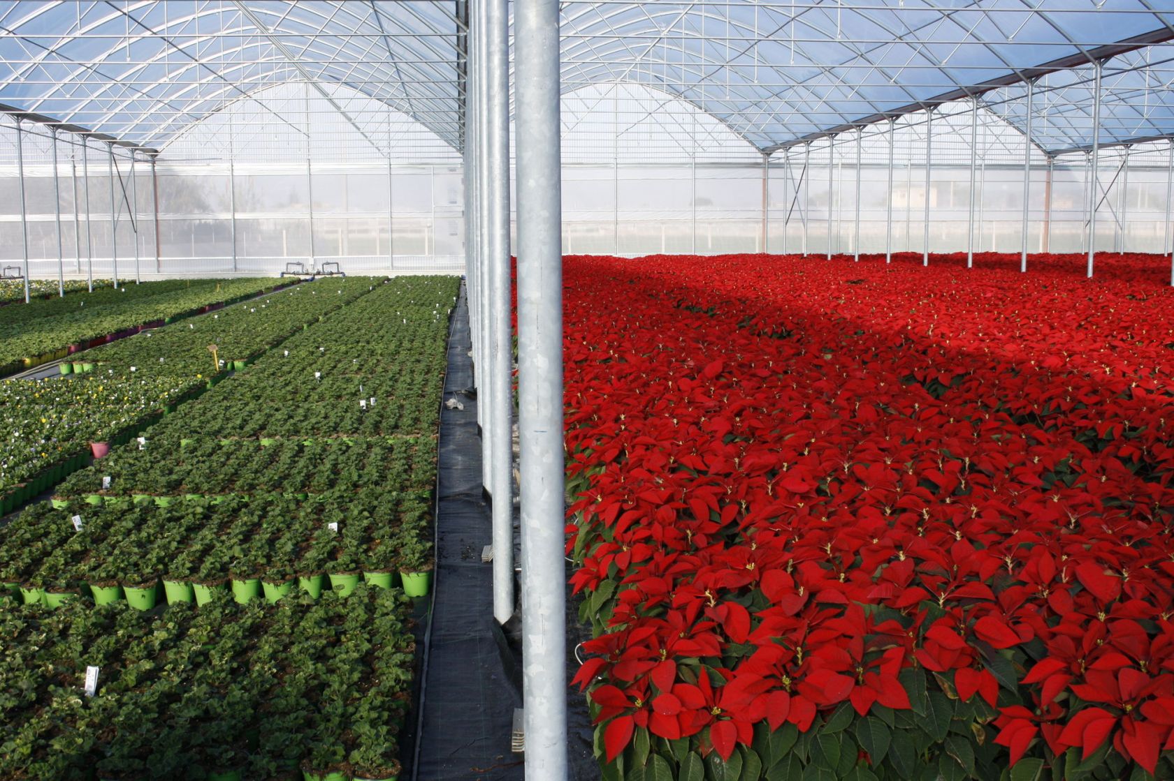 Photo Gallery – Vita Plant Project