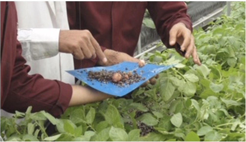 About – Vita Plant Project